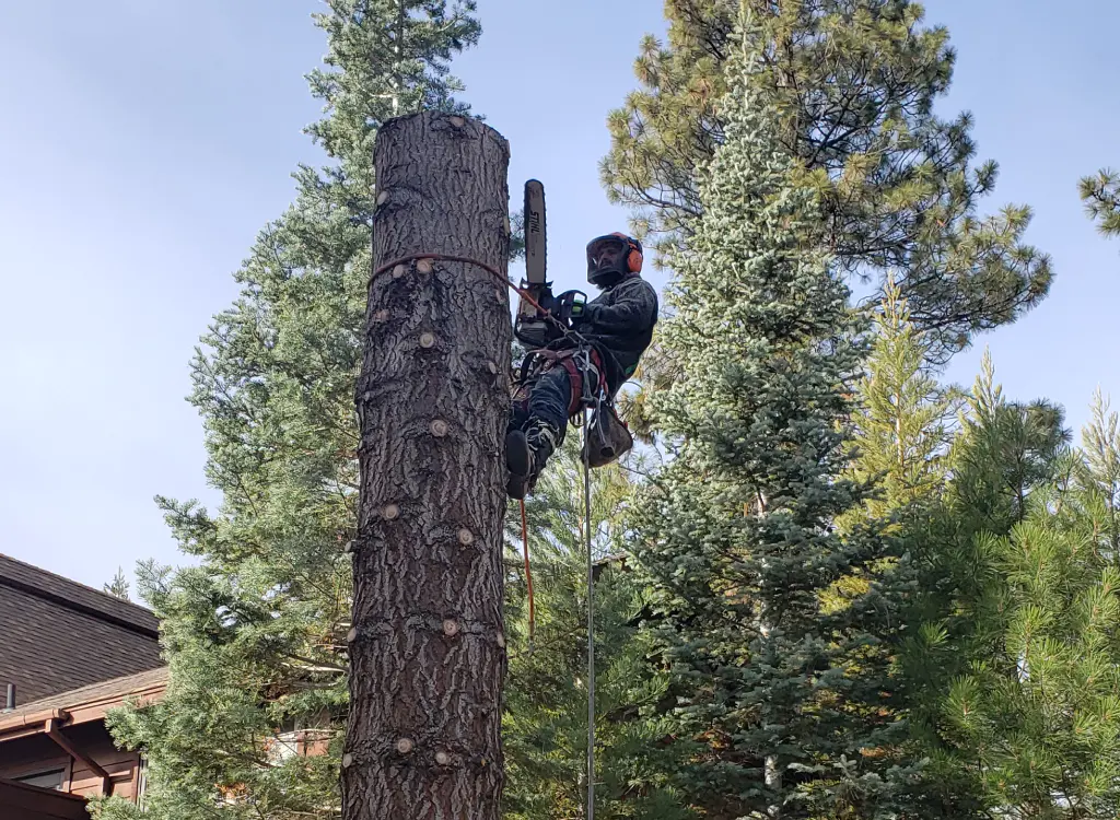 Tree Pruning Service Westwood, CA | Free Estimates Available!