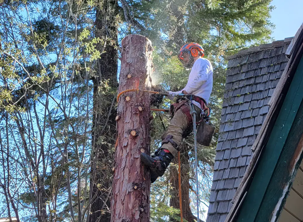 Tree Removal Services Westwood, CA | Free Estimates Available!
