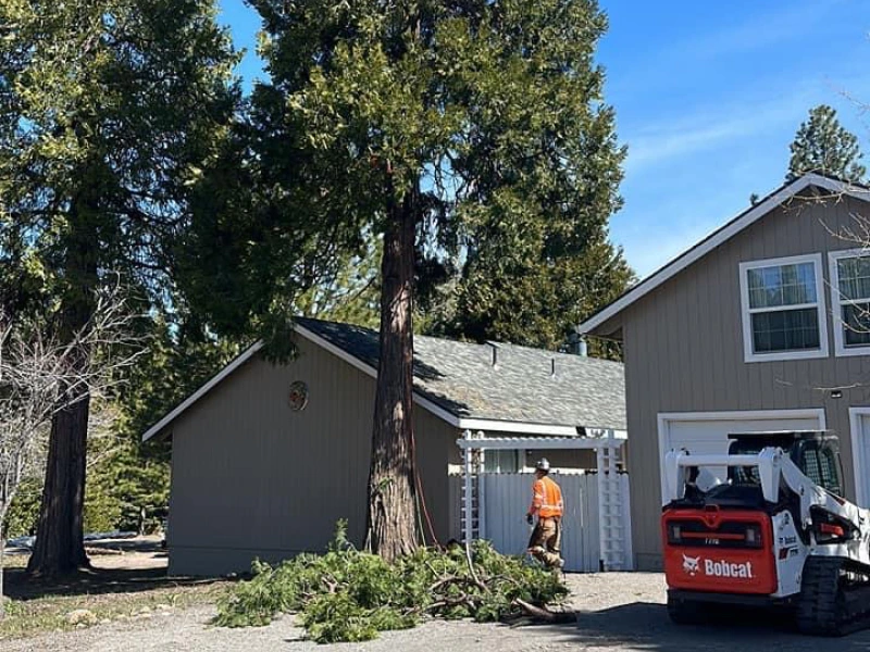 Tree Services Westwood, CA | Lemaster Tree Service